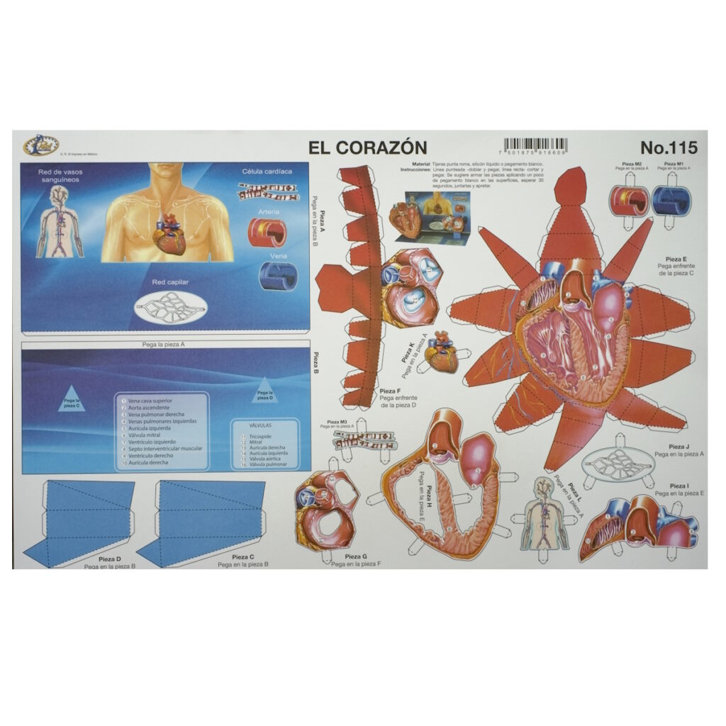 EL CORAZON Maqueta para Recortar y Armar | Casa fuji