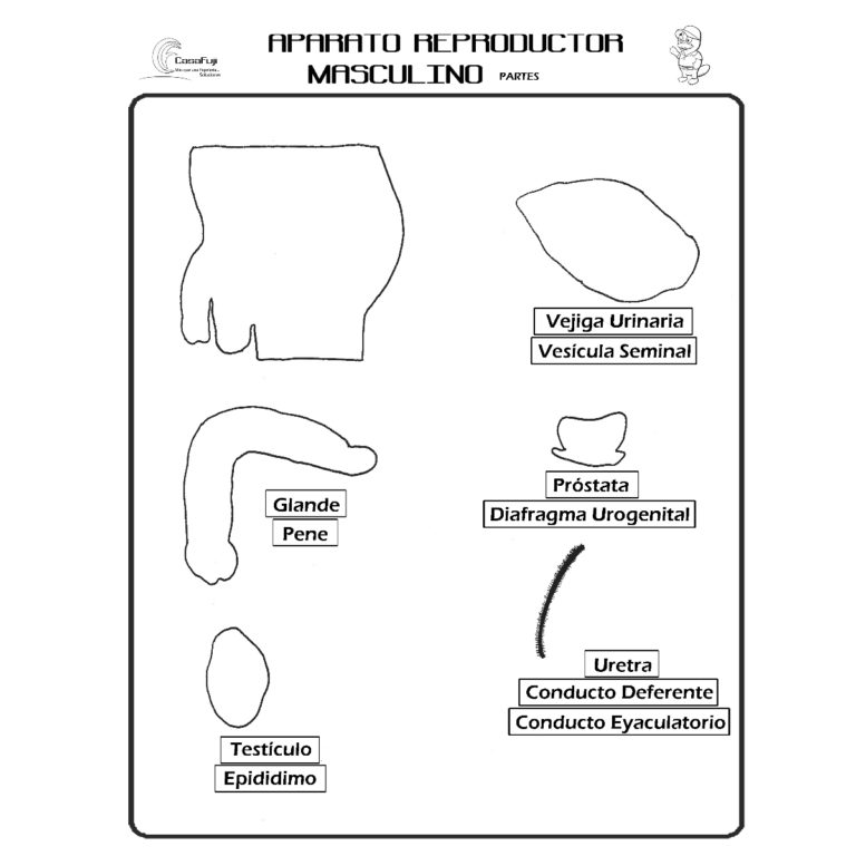 .Sistema Reproductor Masculino. Unicel Maqueta | Casa fuji
